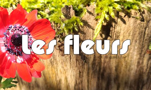 Clipart fleur cliparts fleurs roses et muguet blanc